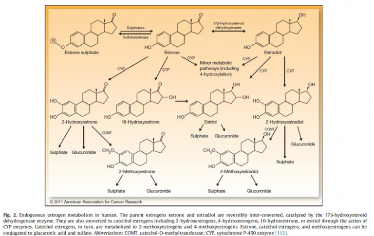 Oestrogen Detoxification - Invivo Healthcare